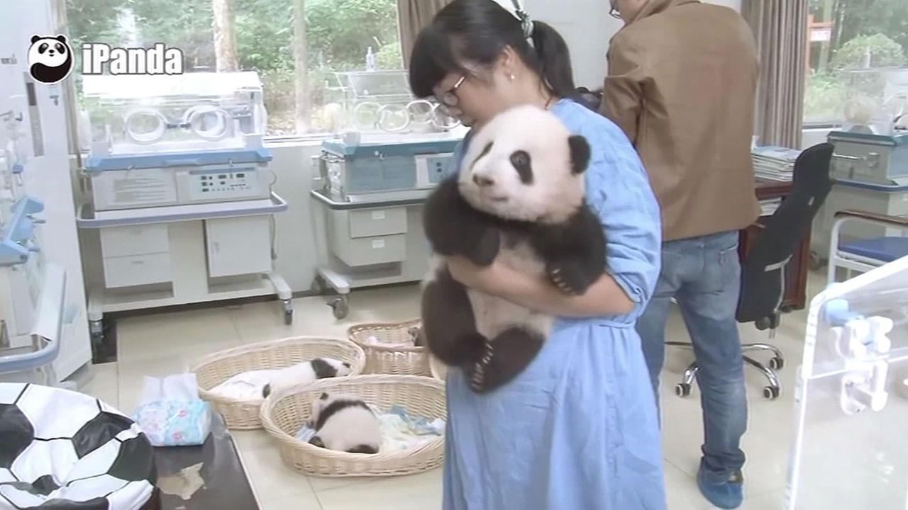 Panda nanny at China Conservation and Research Centre for Giant Panda may have the 'happiest job ...