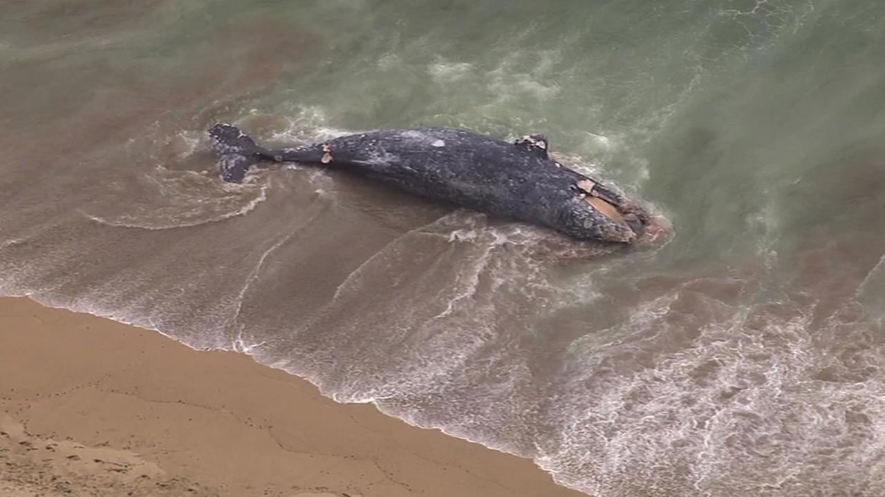 Dead whale washes up on beach in Pacifica | abc7news.com