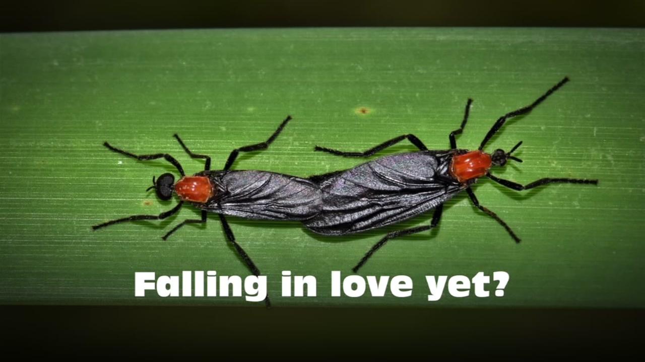 Lovebug season happens twice a year, posing no real threat to humans ...