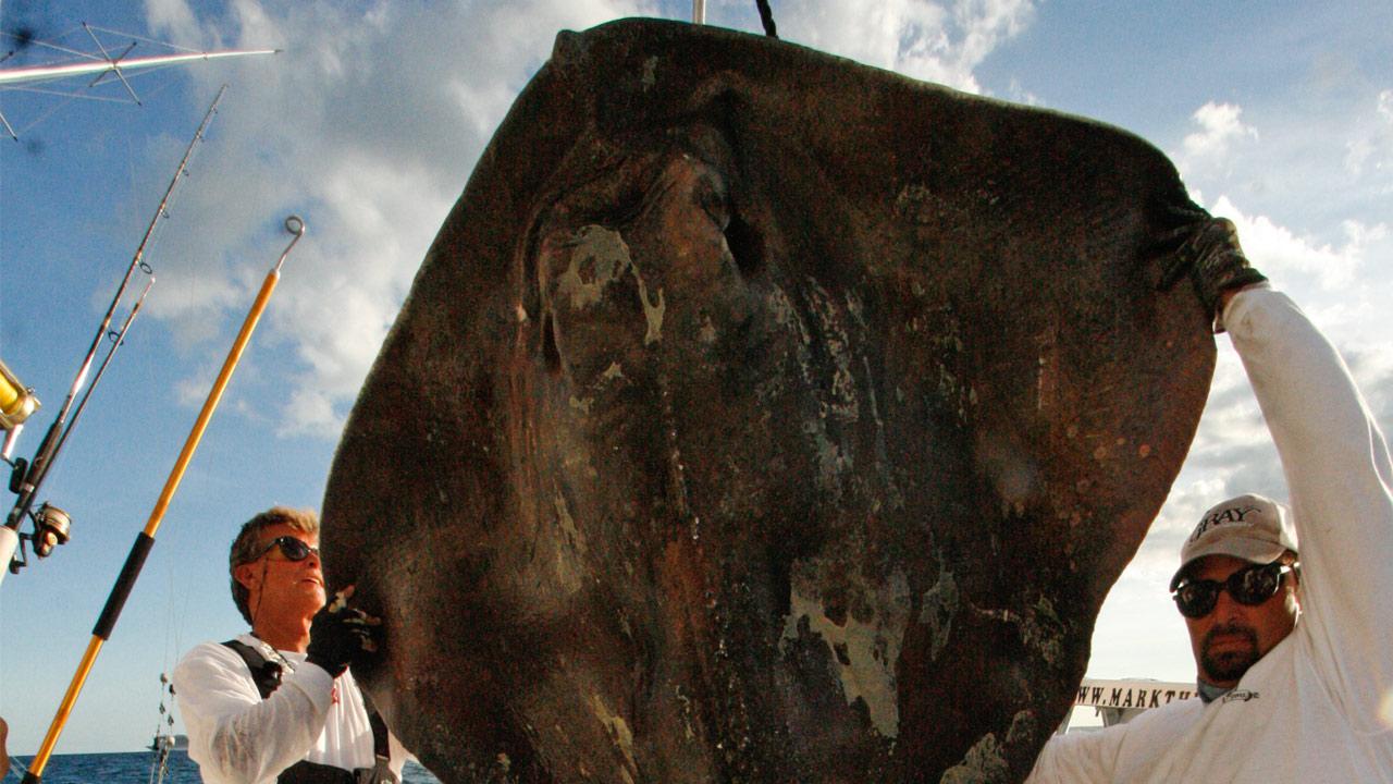 Deepwater Stingray Alchetron The Free Social Encyclopedia Deepwater Stingray Alchetron The Free Social Encyclopedia