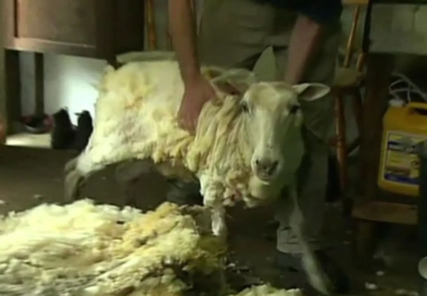 Super-fluffy sheep in Australia now 50 pounds lighter after much-needed ...