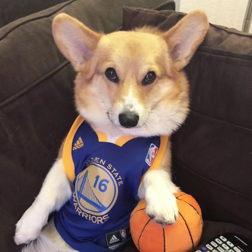 [Bell]Looking for a corgi any help Oakland? : r/warriors