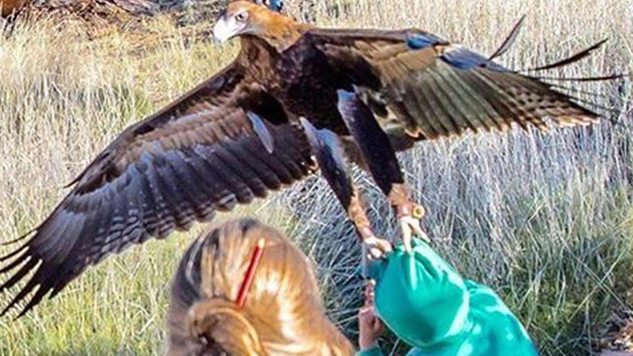Eagle tries to grab boy during bird show in Australia | abc7chicago.com