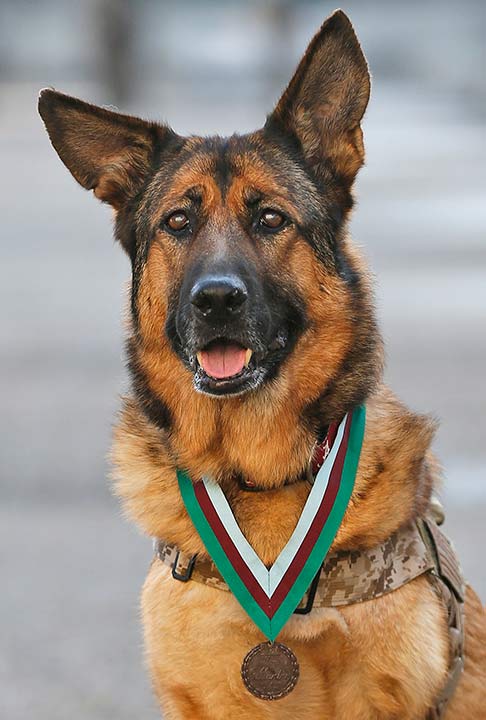 Heroic US Marine Corps service dog awarded top medal for war animals ...