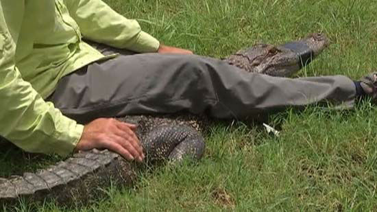 Experts called in to rescue alligator next to office building in west ...