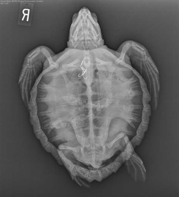 Two sea turtles get medical attention at Houston Zoo | abc13.com