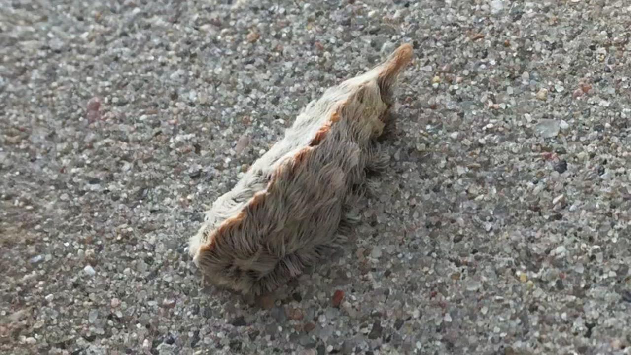 Experts warn of venomous Asp Caterpillar popping up around Houston ...
