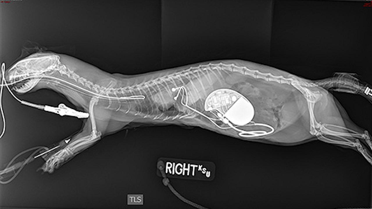 Adorable, but frightened sloth rescued from side of highway | abc13.com