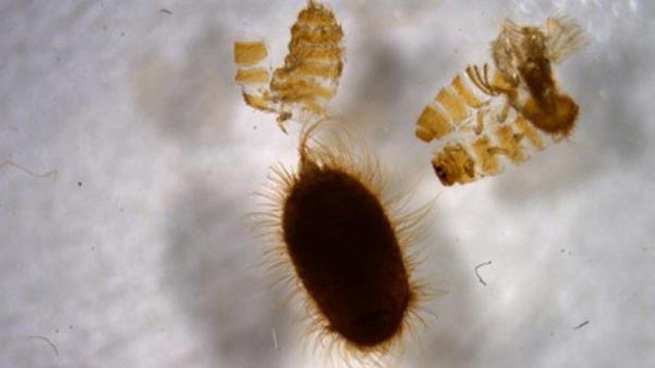 Khapra beetles intercepted at O'Hare twice in last month | abc7chicago.com