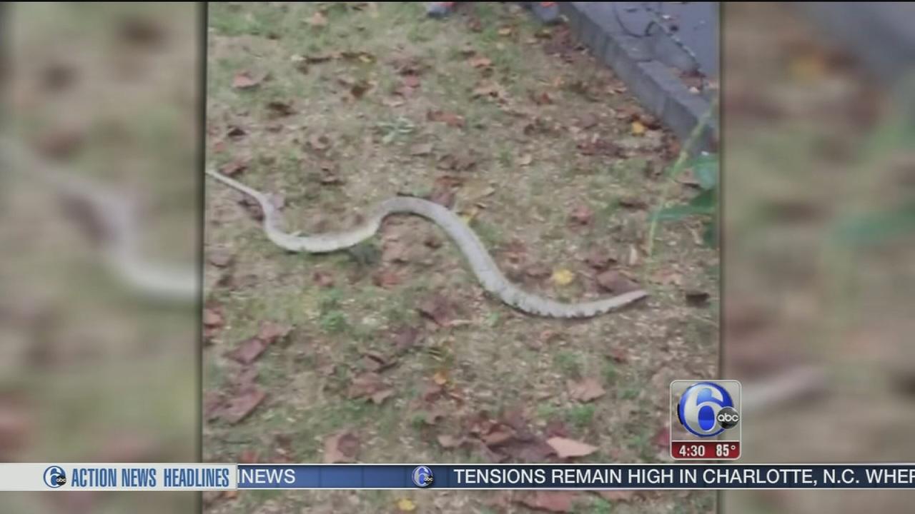 6-foot-long snake spotted in driveway | abc13.com